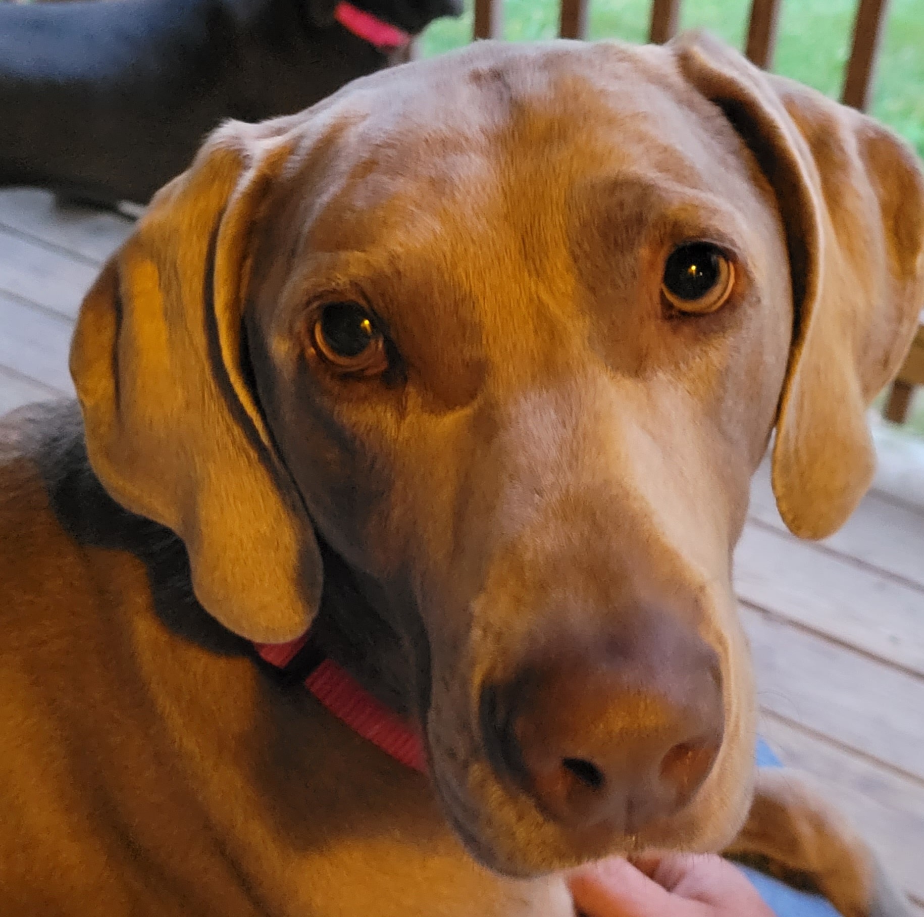 Available Weims – Louisville Weimaraner Rescue Inc.