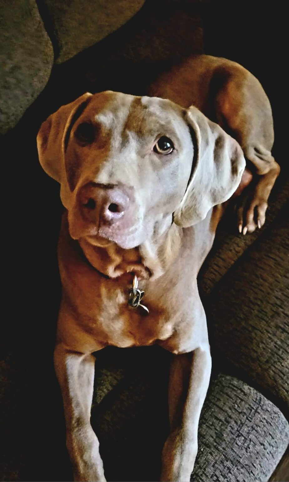 Available Weims – Louisville Weimaraner Rescue Inc.