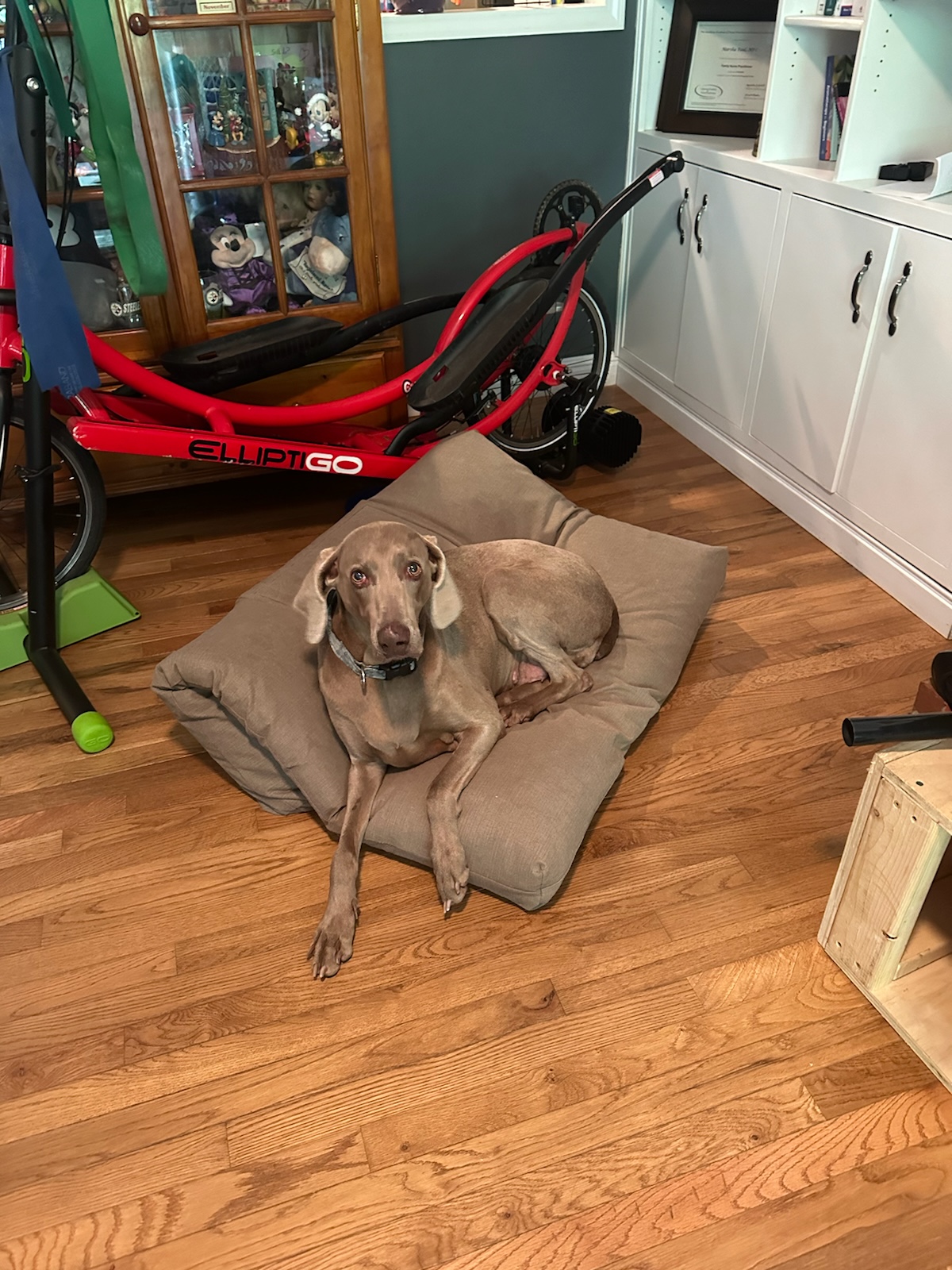 Available Weims – Louisville Weimaraner Rescue Inc.
