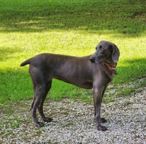 Available Weims – Louisville Weimaraner Rescue Inc.