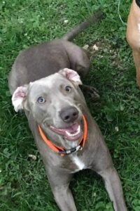 Available Weims – Louisville Weimaraner Rescue Inc.